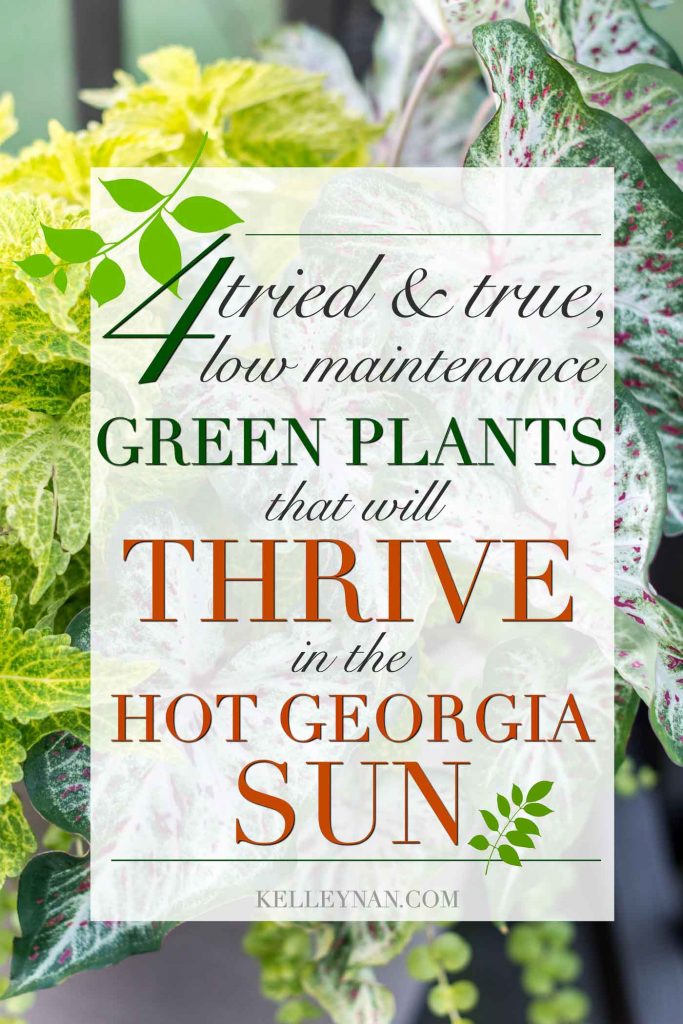 Four Low Maintenance Green Plants that will Thrive in the Hot Georgia ...