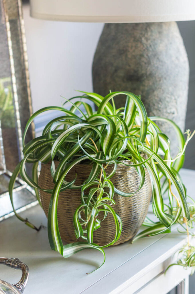 16 Ideas for Indoor Planters - Kelley Nan