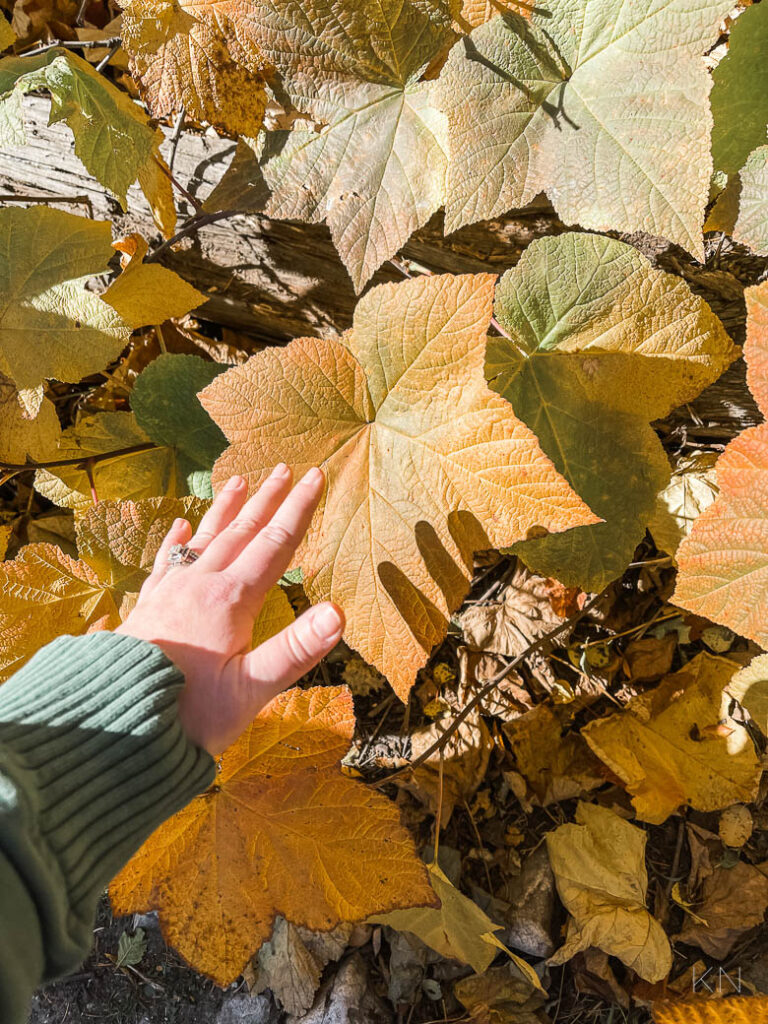 5 Days in Jackson Hole - Trip Itinerary & Highlights - Kelley Nan