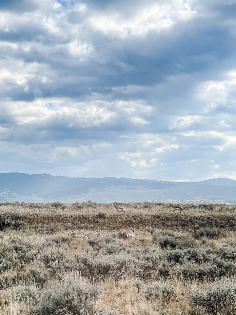 5 Days in Jackson Hole - Trip Itinerary & Highlights - Kelley Nan